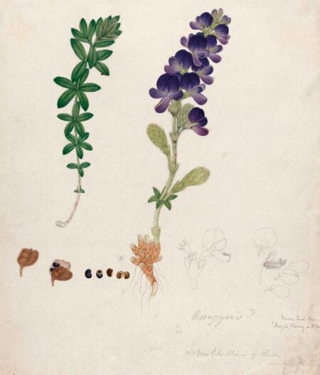 Ferns and Petals: India's Botanical Trove from the Colonial Past ...