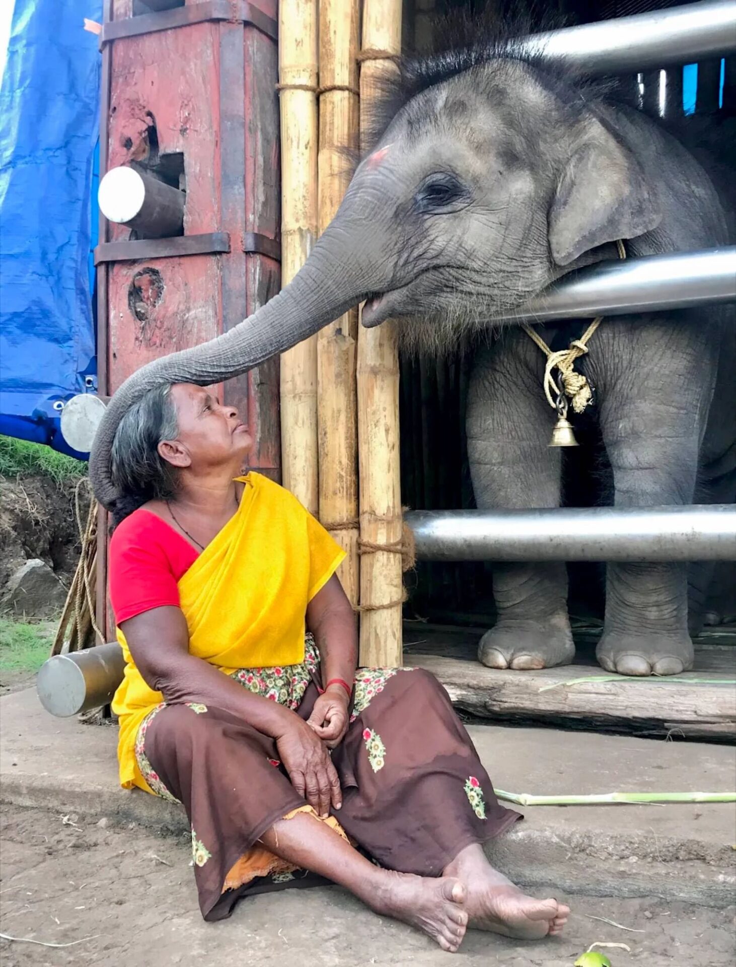 Poetics of Fostering the Animal: The Elephant Whisperers