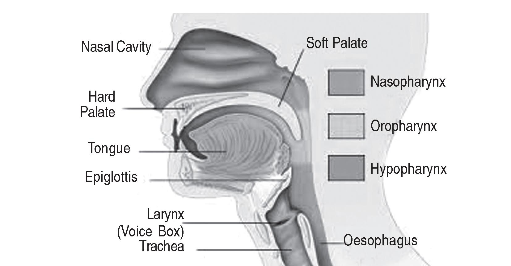 Vocology: A Boon to Voice Users