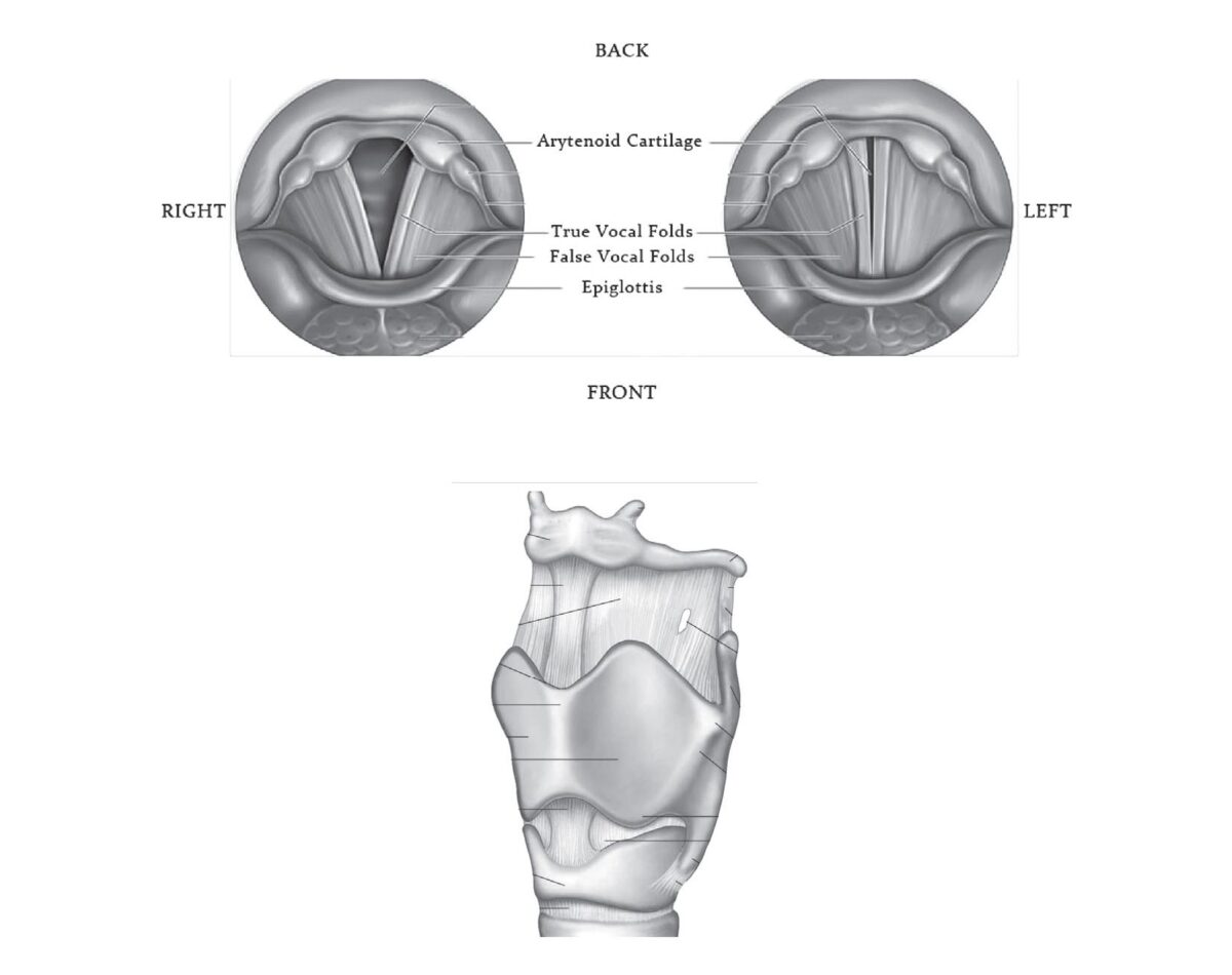 Vocology: A Boon to Voice Users