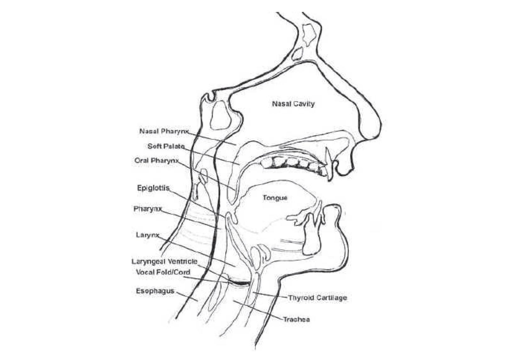 Vocology: A Boon to Voice Users